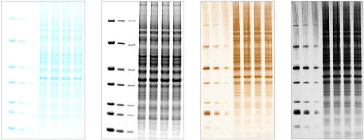 Odyssey M - polygen.2clickeshop.pl